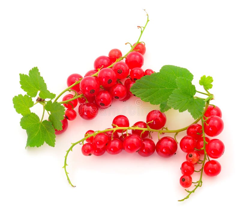 Red currant fruit stock image. Image of stem, background - 154100485