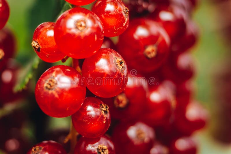 Red Currant Fruit Macro on Table Stock Photo - Image of dessert ...