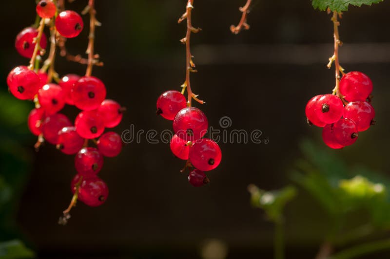 Red Currant Fruit on the Shrub Stock Image - Image of branch ...