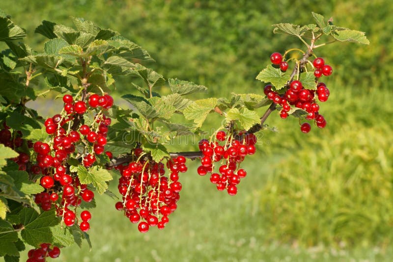 Red Currant, Fruit on a Tree Branch in an Orchard Stock Image - Image ...