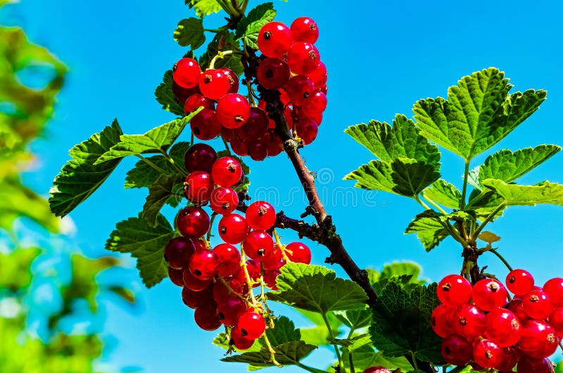 Red Currant Fruits Ripen on the Bush in the Summer Sun Stock ...