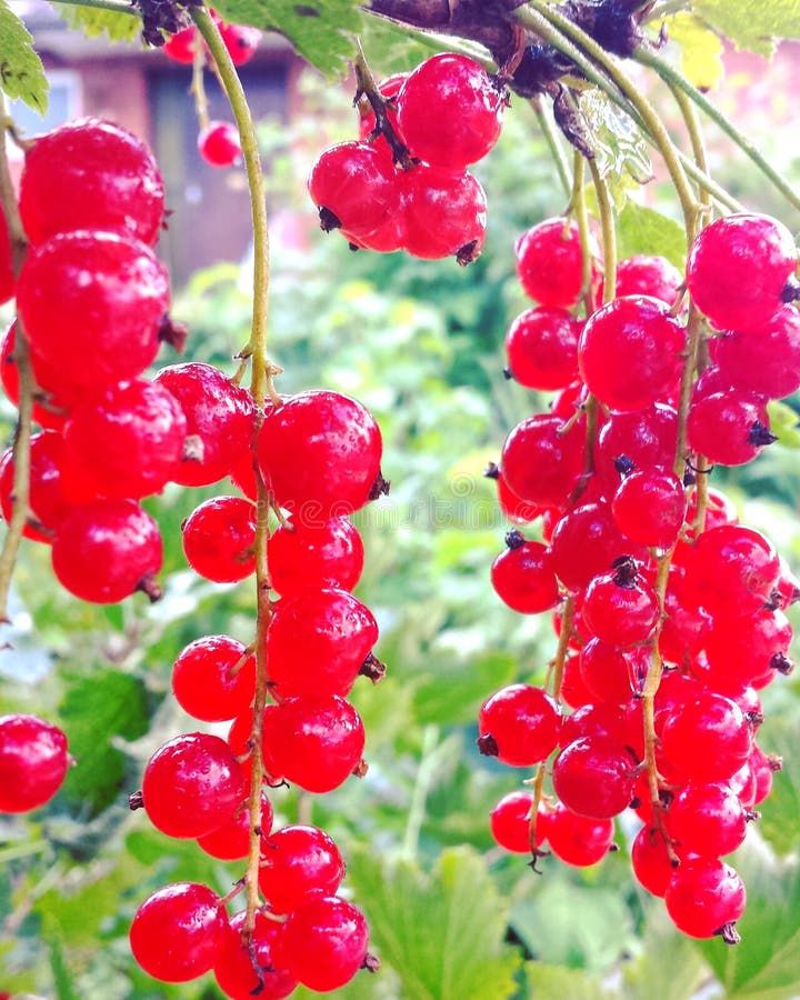 Red currant stock photo. Image of garden, green, vitamins - 76040672