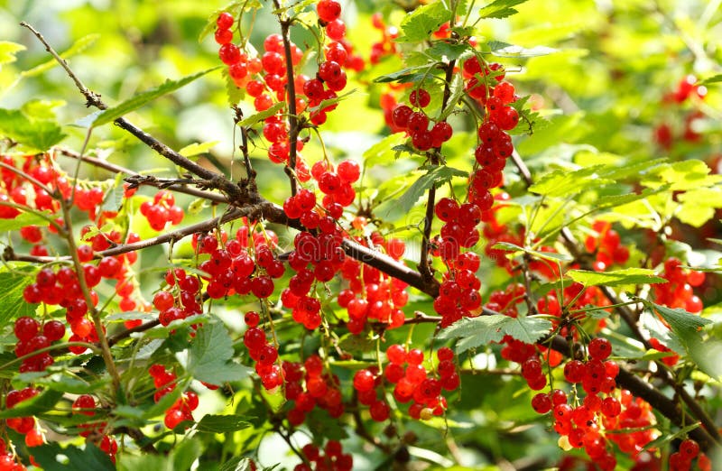 Red currant in a garden stock image. Image of garden - 124799365