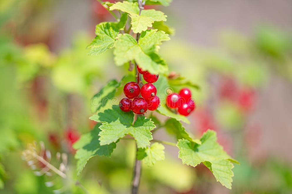 Red Currant Growing in the Garden Stock Image - Image of berries, bunch ...