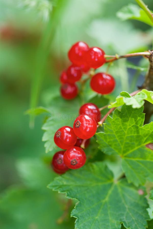 Red Currant Grows on a Branch in the Woods or in the Garden Stock Image ...