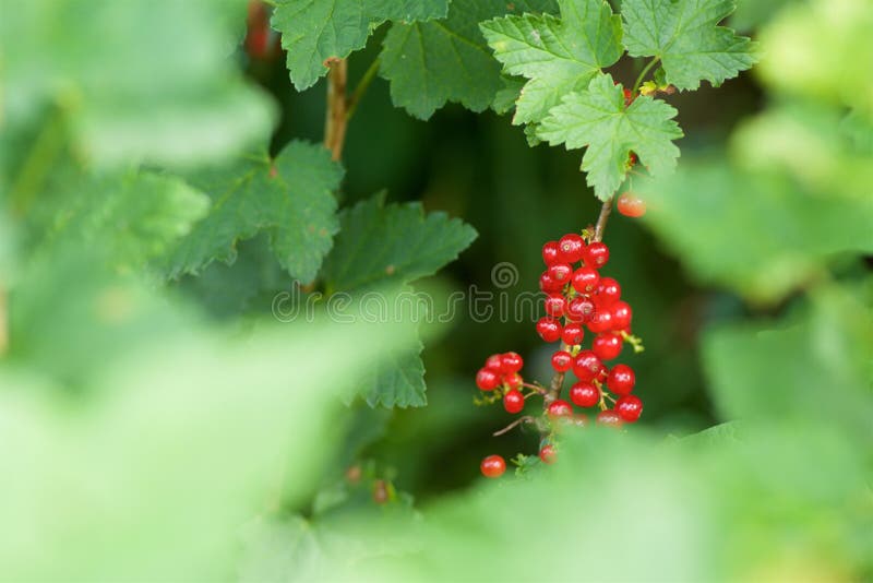 Red Currant Grows on a Branch in the Woods or in the Garden Stock Image ...