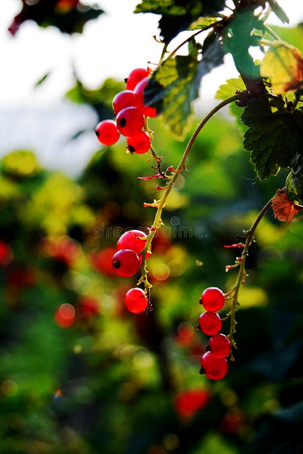 Red Currant Grows on a Bush in the Garden. Red Currant Hanging on a ...