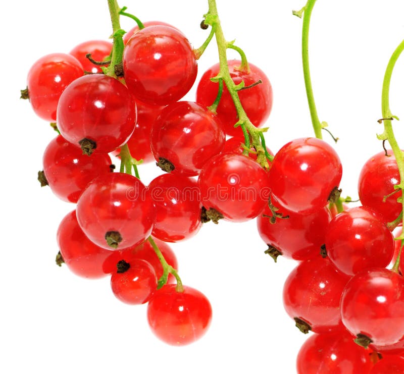 Red currant stock image. Image of crop, farmer, currants - 16705325