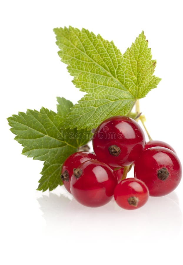 Fresh Red Rose Hip and Leaves Stock Photo - Image of leaves, ripe: 15886476