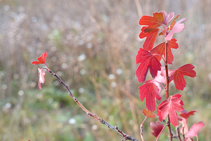 Red Currant Leaves on a Background of Brown Grass Stock Photo - Image ...