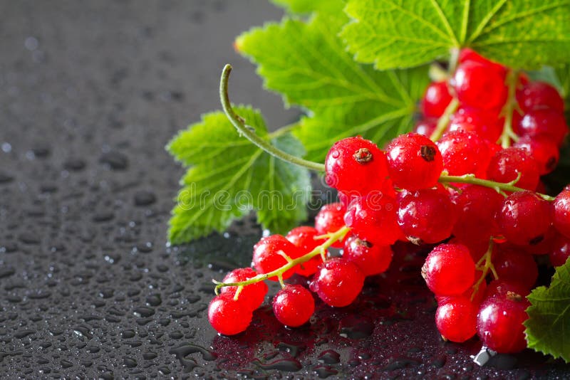 Red Currant with Leaves on Black Background Stock Image - Image of ...