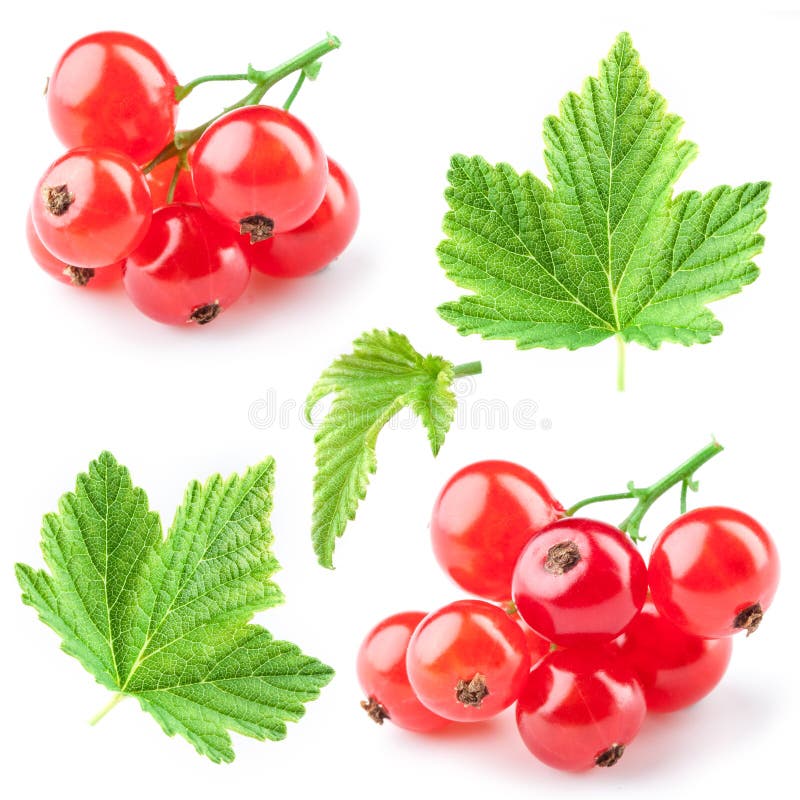 Red Currant with Leaves. Collection Stock Image - Image of isolated ...