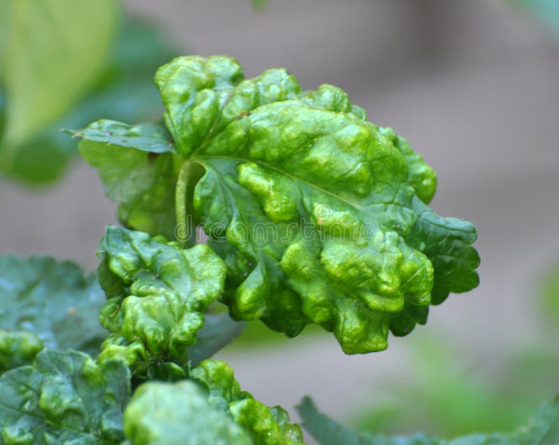 Red Currant Leaves Damaged by Aphids Cryptomyzus Ribis Stock Photo ...