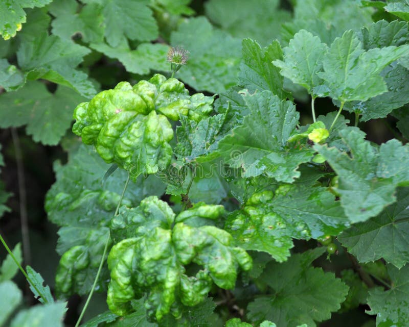Red Currant Leaves Damaged by Aphids Cryptomyzus Ribis Stock Image ...
