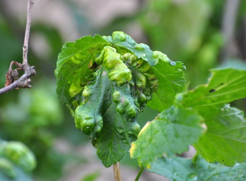 Red Currant Leaves Damaged by Aphids Cryptomyzus Ribis Stock Image ...