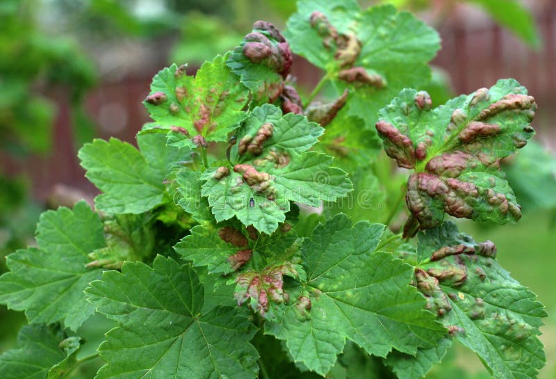 Red Currant Leaves Damaged by Aphids (Cryptomyzus Ribis Stock Image ...