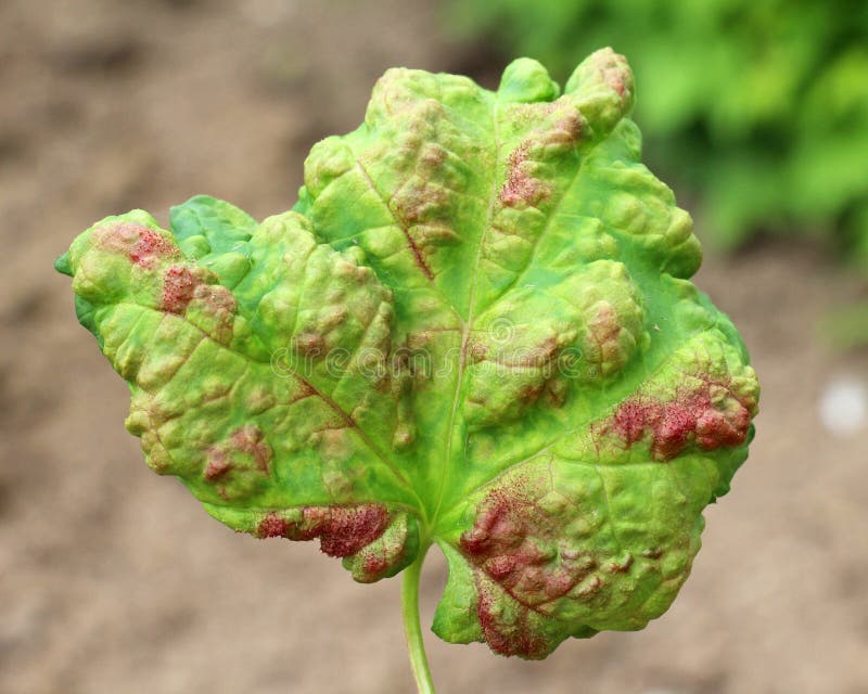 Red Currant Leaves Damaged by Aphids (Cryptomyzus Ribis Stock Image ...