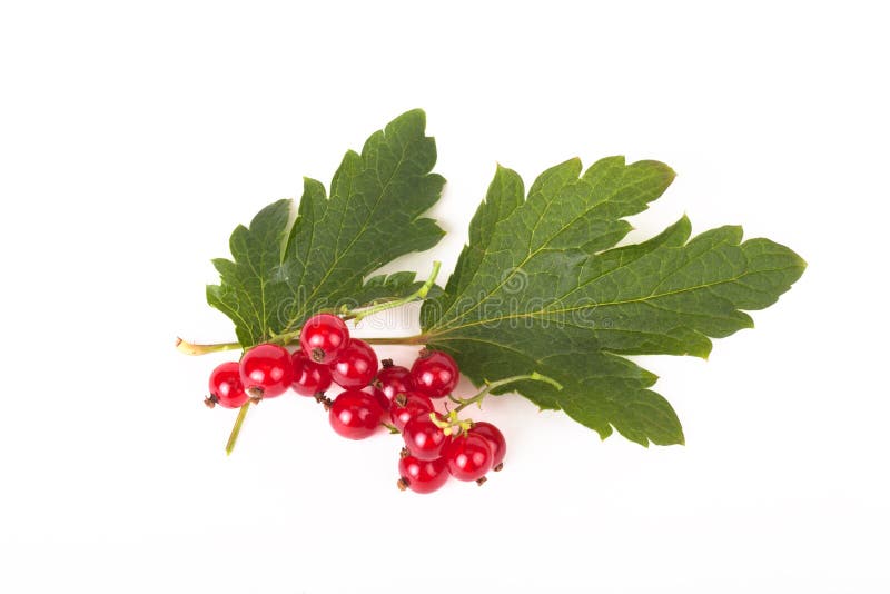 Red Currant with Leaves Isolated on White Background Stock Image ...