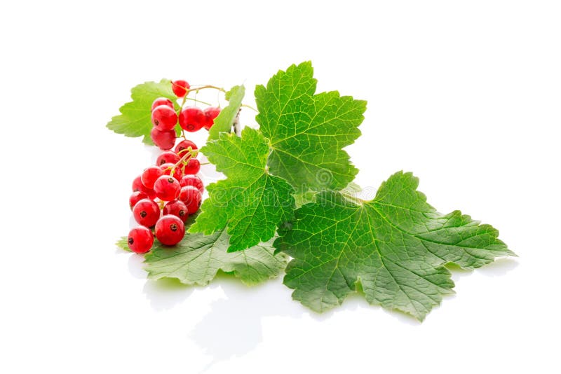 Red Currant with Leaves Isolated on a White Stock Image - Image of ...