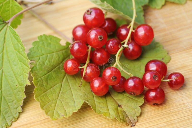 Red currant stock photo. Image of nutrition, growing - 30016948