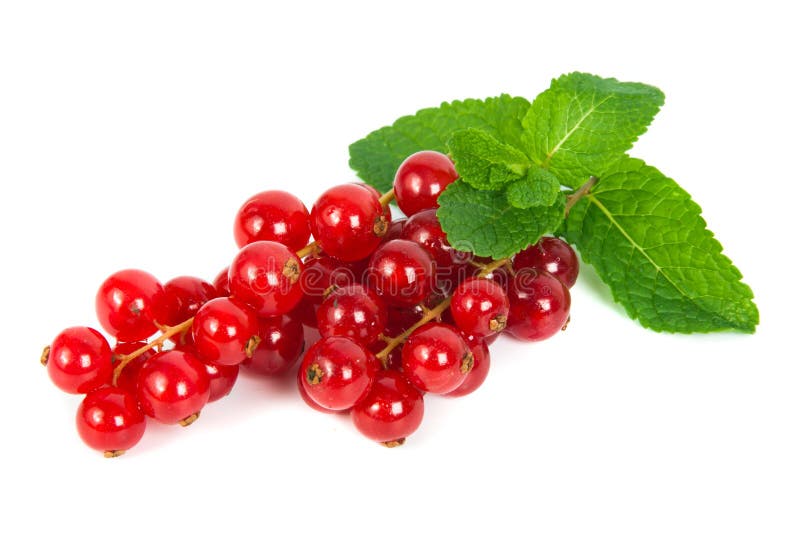 Redcurrant isolated stock photo. Image of backdrop, sweet - 14072190