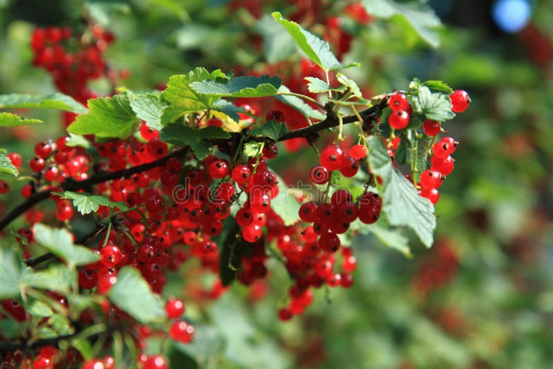 Red currant plant stock photo. Image of natural, food - 47902280