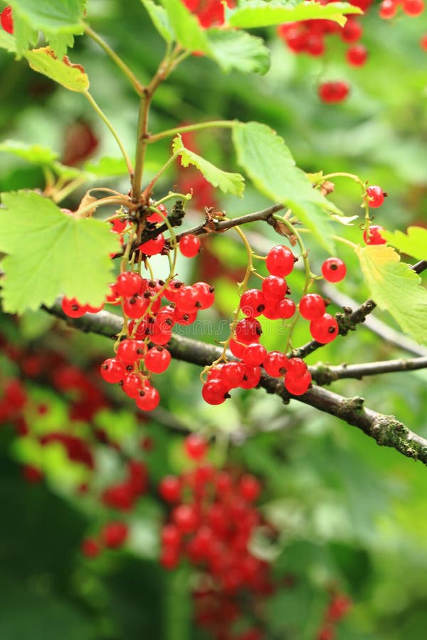 Red currant plant stock photo. Image of natural, food - 47902280