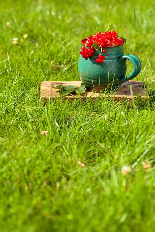 Red currant in a pot stock image. Image of leaf, healthy - 162113805