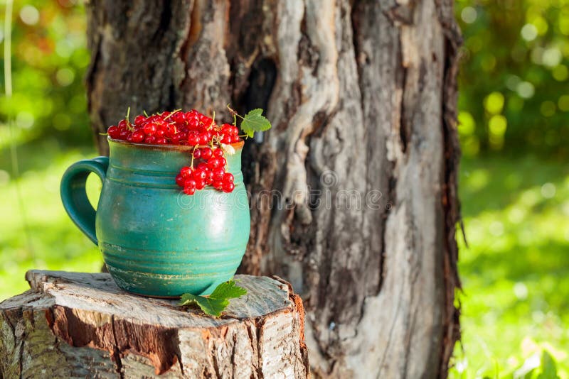 Red currant in a pot stock photo. Image of nature, agriculture - 166009950