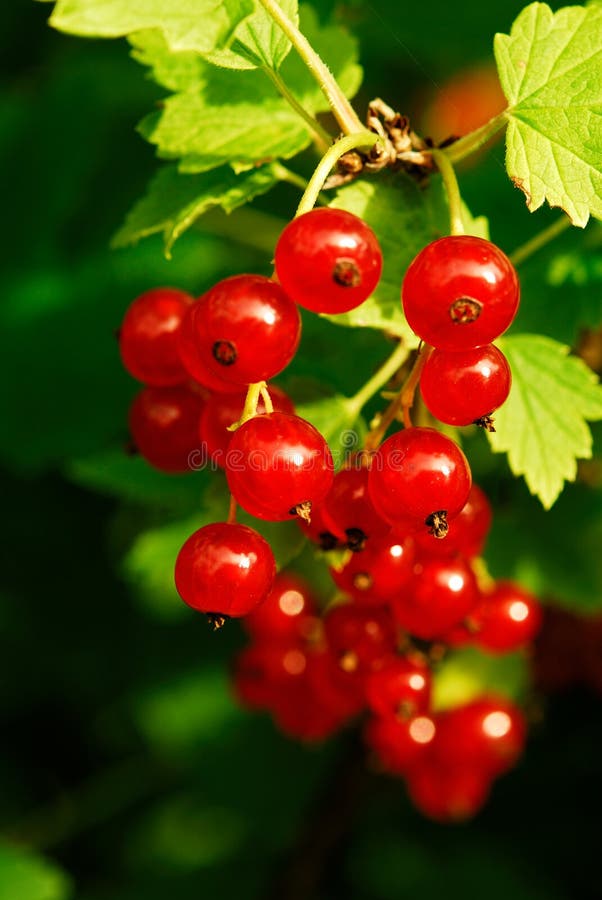 Red currant (Ribes rubrum) stock image. Image of berry - 10484989