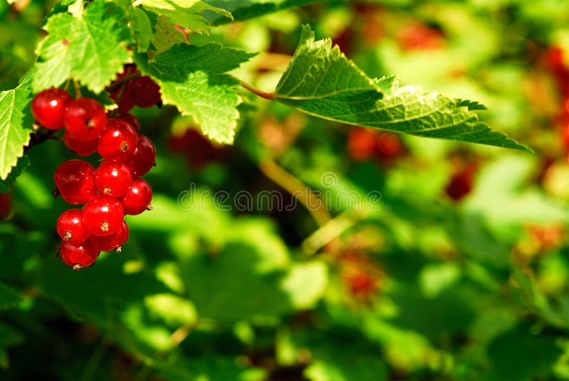 Red currant (Ribes rubrum) stock image. Image of detail - 10485039