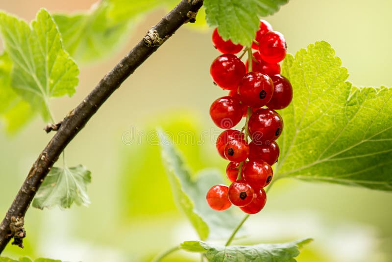Red Currant (Ribes rubrum) stock image. Image of currant - 58131677