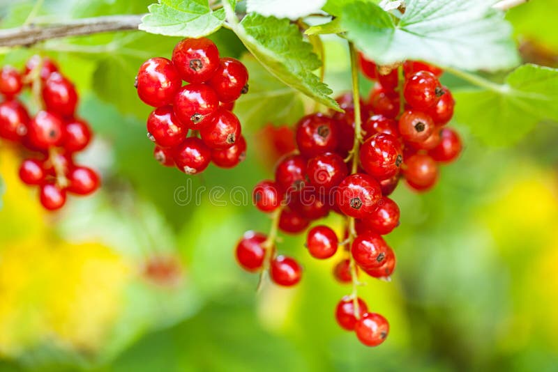 Red Currant (Ribes rubrum) stock photo. Image of currant - 58132082