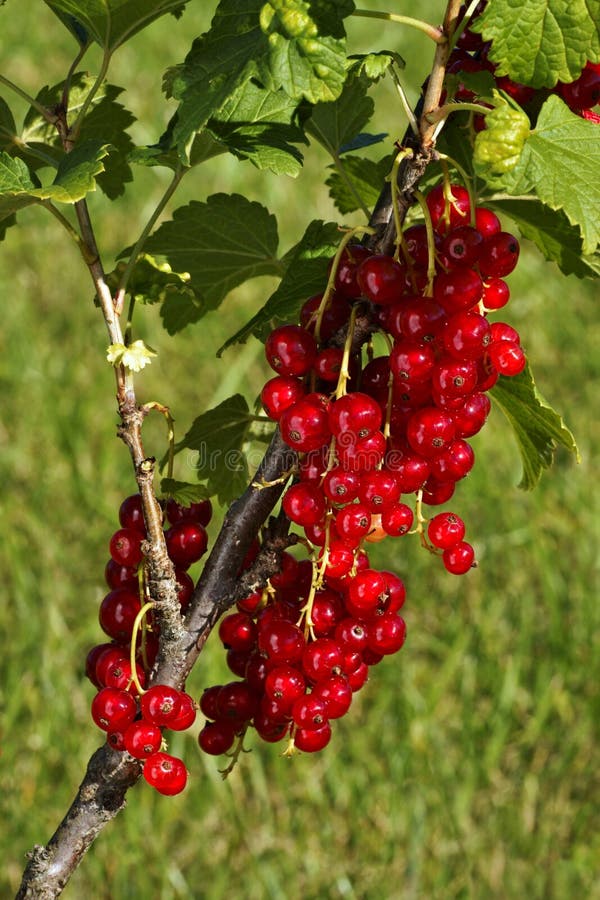Wax Currant (Ribes cereum) stock photo. Image of arid - 10260772