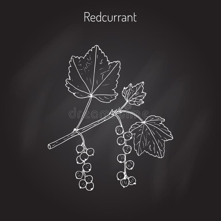 Red currant Ribes rubrum stock vector. Illustration of eating - 89738254