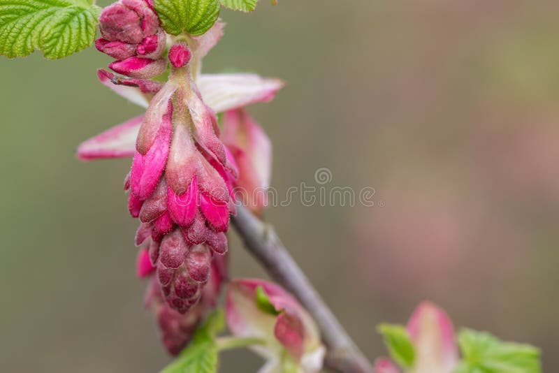 Red Currant Ribes Sanguineum Shrub Stock Photo - Image of floral ...