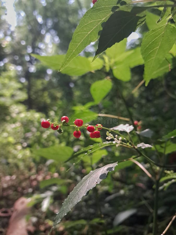 Red Currant or Sapling Saplings in the Forest Stock Photo - Image of ...