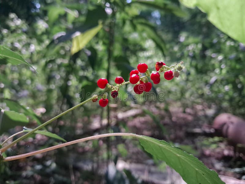 Red Currant or Sapling Saplings in the Forest Stock Photo - Image of ...