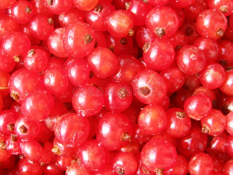 Red Currant - Sweet Fresh Summer Berries Stock Image - Image of fresh ...
