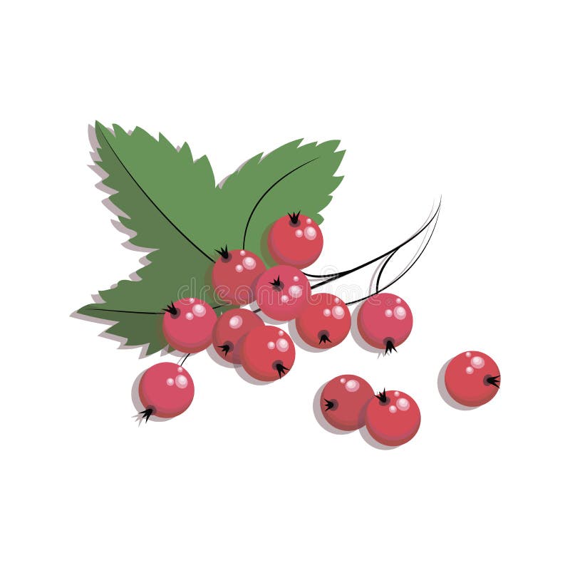 Red Currant Bush Stock Illustrations – 228 Red Currant Bush Stock ...