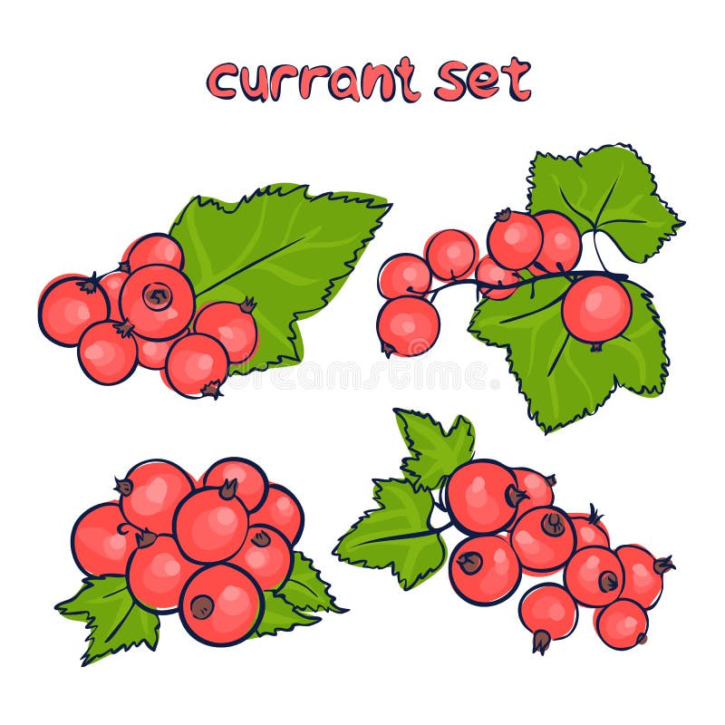 Red currant stock illustration. Illustration of berry - 58081149