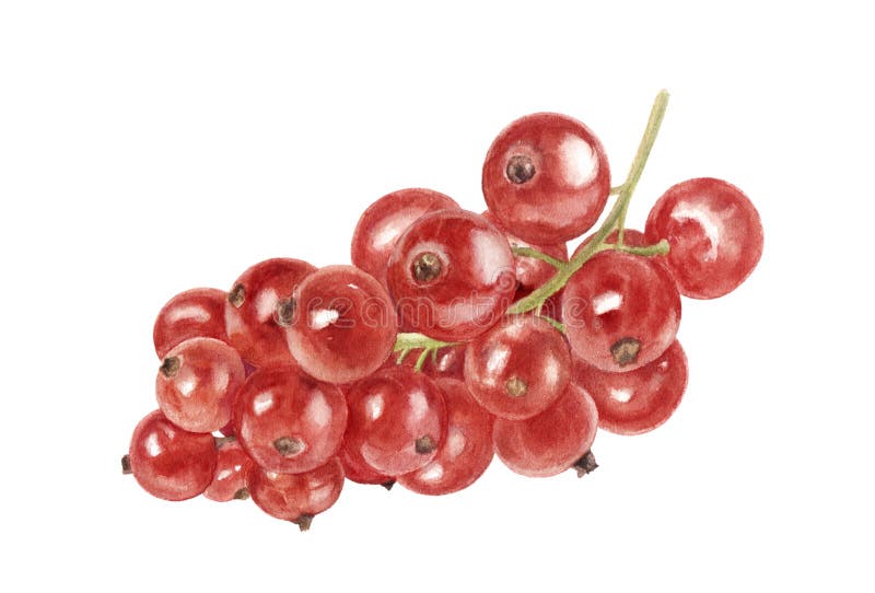 Red Currant Watercolor Illustration Isolated on White Background. Stock ...