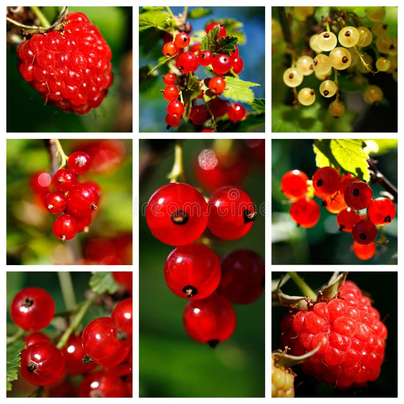 Red Currant, Yellow Currant and Raspberry Stock Image - Image of macro ...