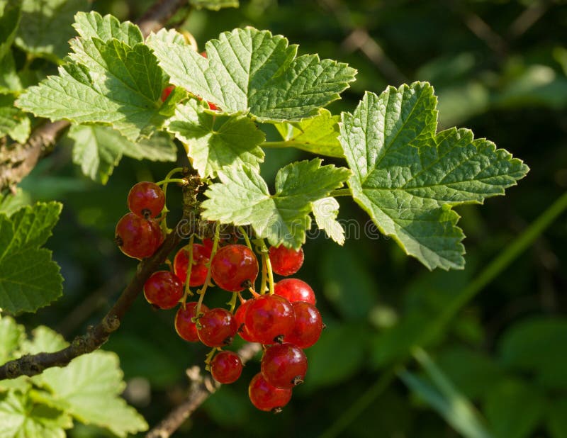 Red Currants Picture. Image: 10276736