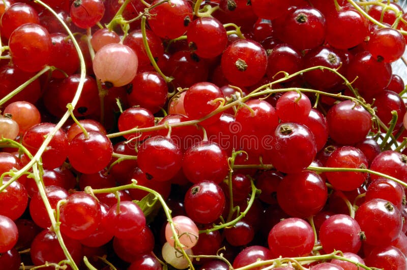 Red currants stock image. Image of color, selective, fruit - 10407267