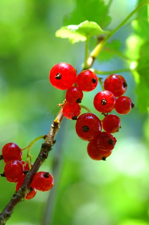 Red currants stock image. Image of nature, food, background - 1051953