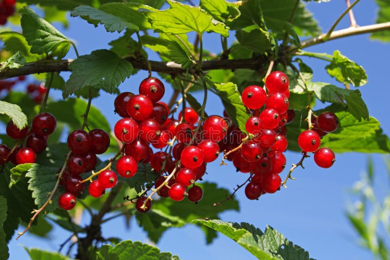 Red currants stock image. Image of diet, eating, flora - 10810733