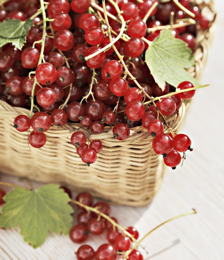 Red currants stock photo. Image of basket, berries, food - 11843770