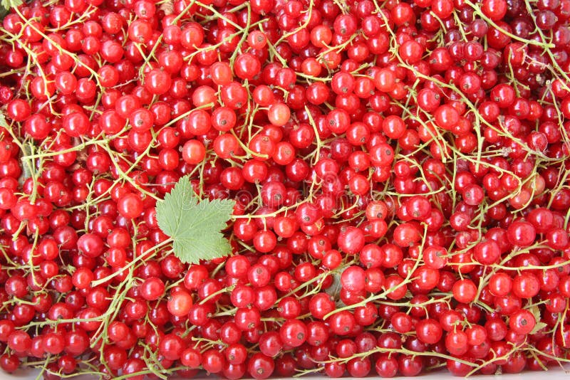 Red currants stock photo. Image of freshness, currants - 13572478