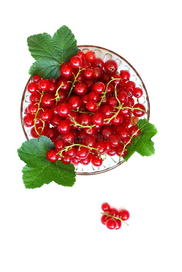 Red currants stock photo. Image of summer, farm, food - 15237942